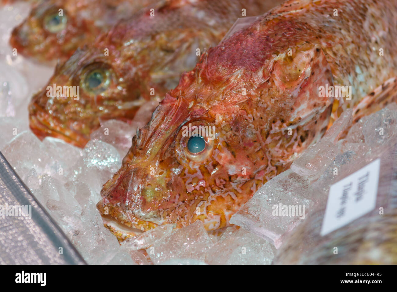 Rockfish group hi-res stock photography and images - Alamy