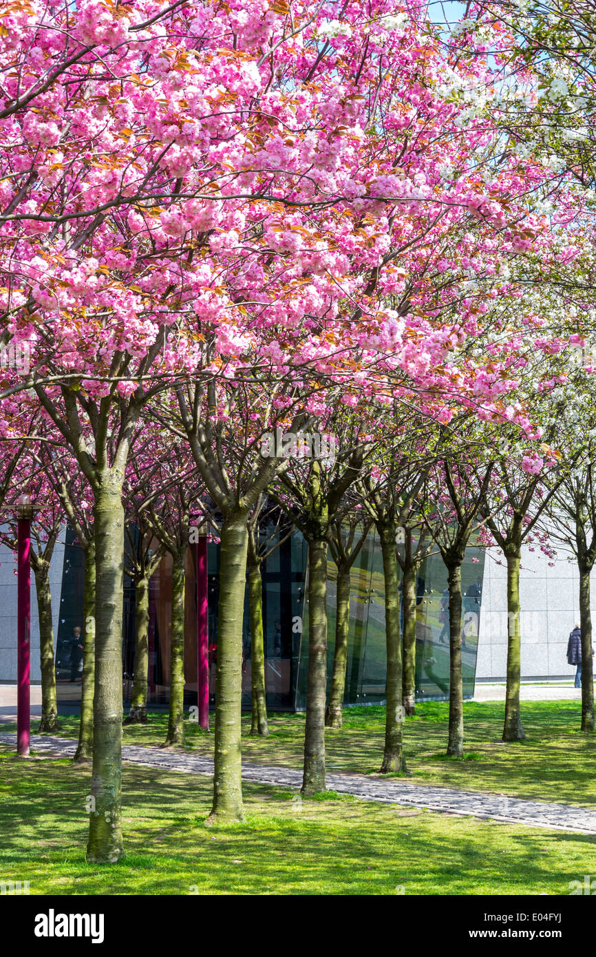 Some trees in a garden in Amsterdam Stock Photo - Alamy