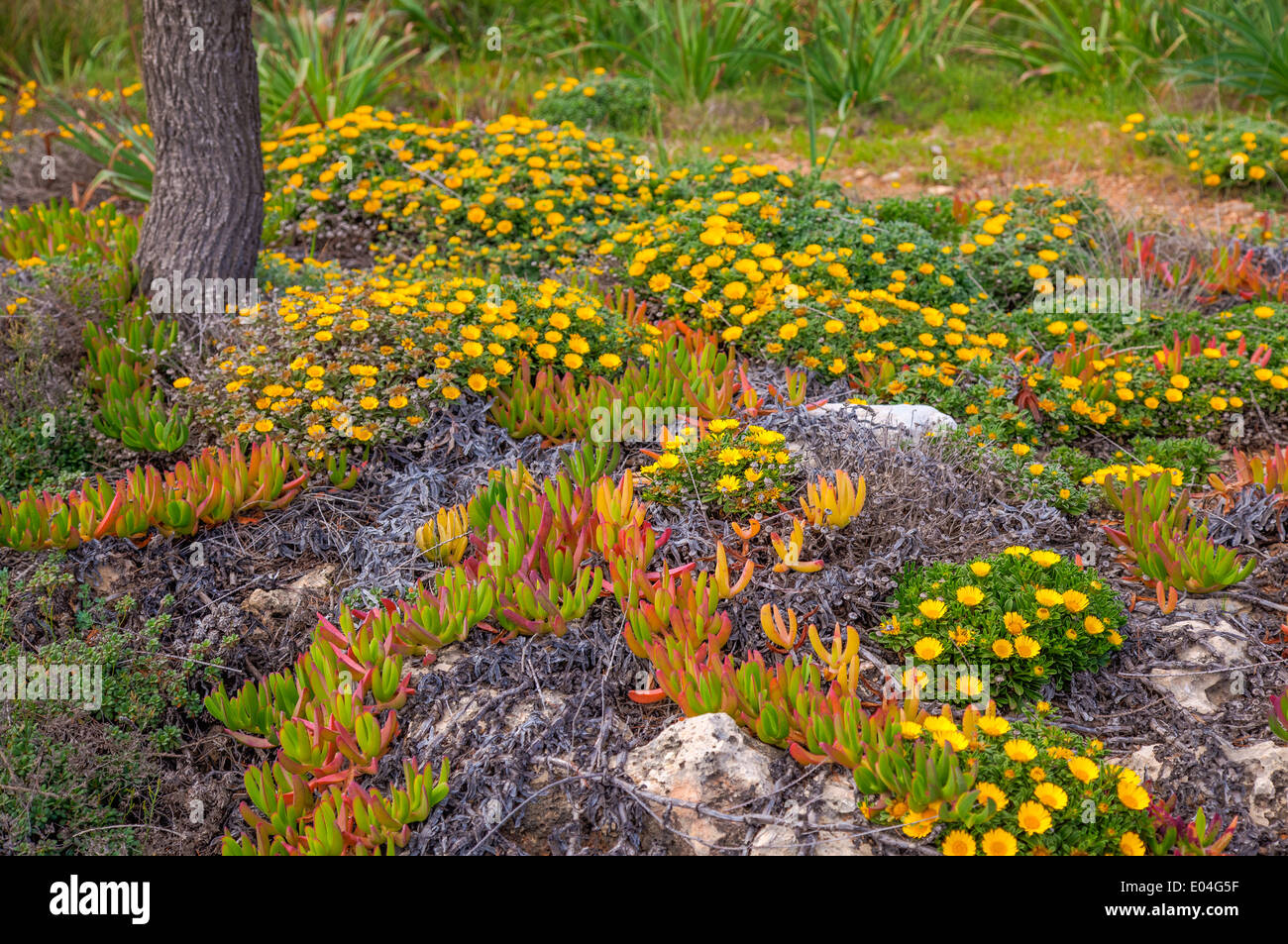 Cala bona majorca hi-res stock photography and images - Alamy