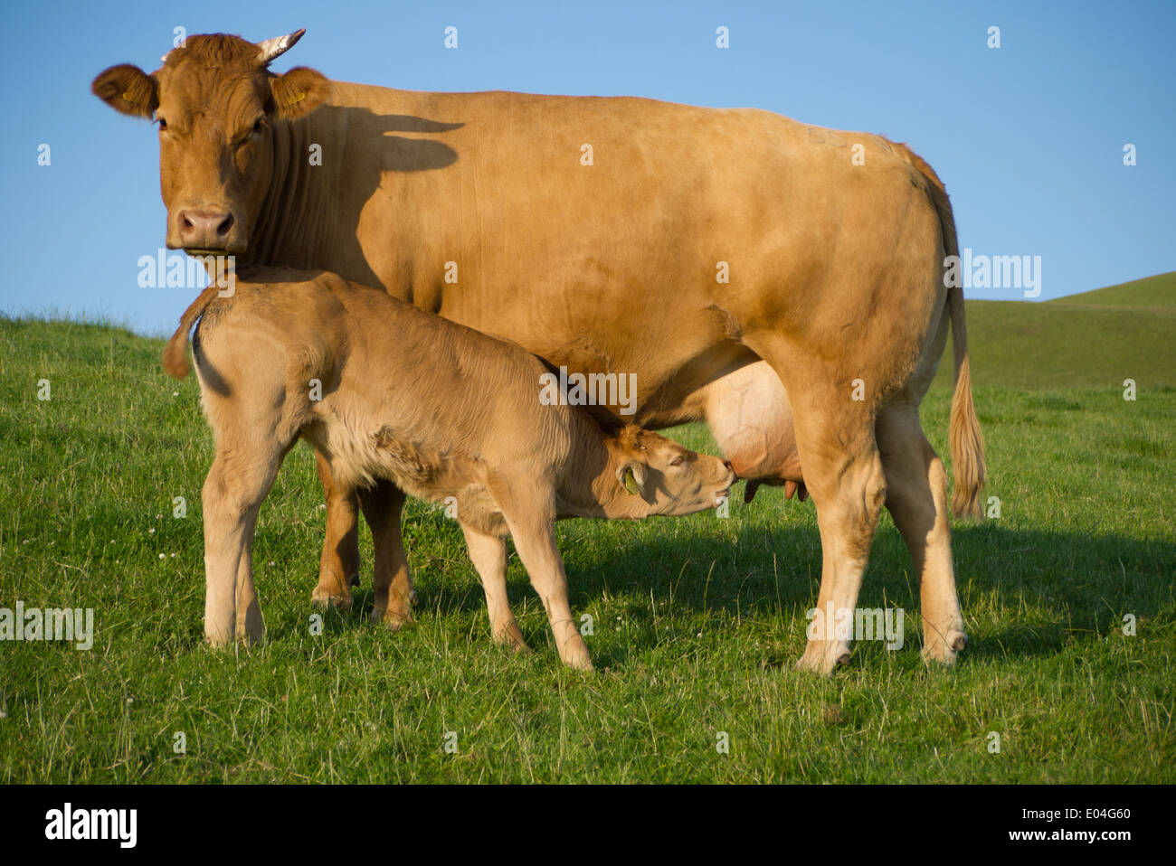 Cow with calf suckling on borders hillside Stock Photo - Alamy