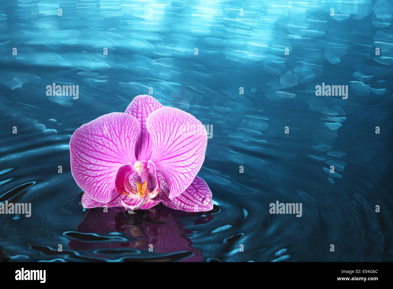 Orchid in water with lights Stock Photo - Alamy