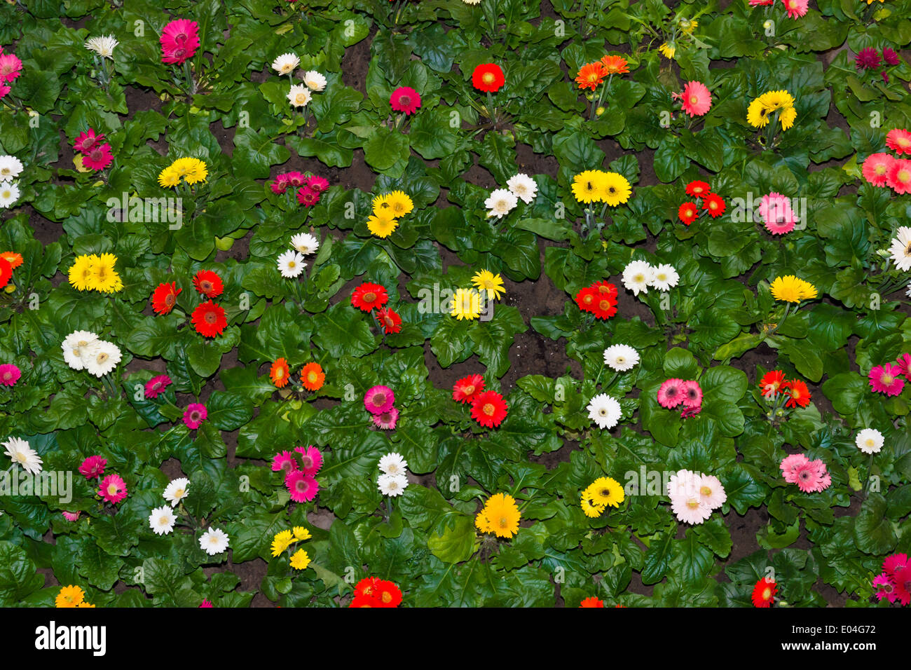 Bloom in the spring Stock Photo - Alamy