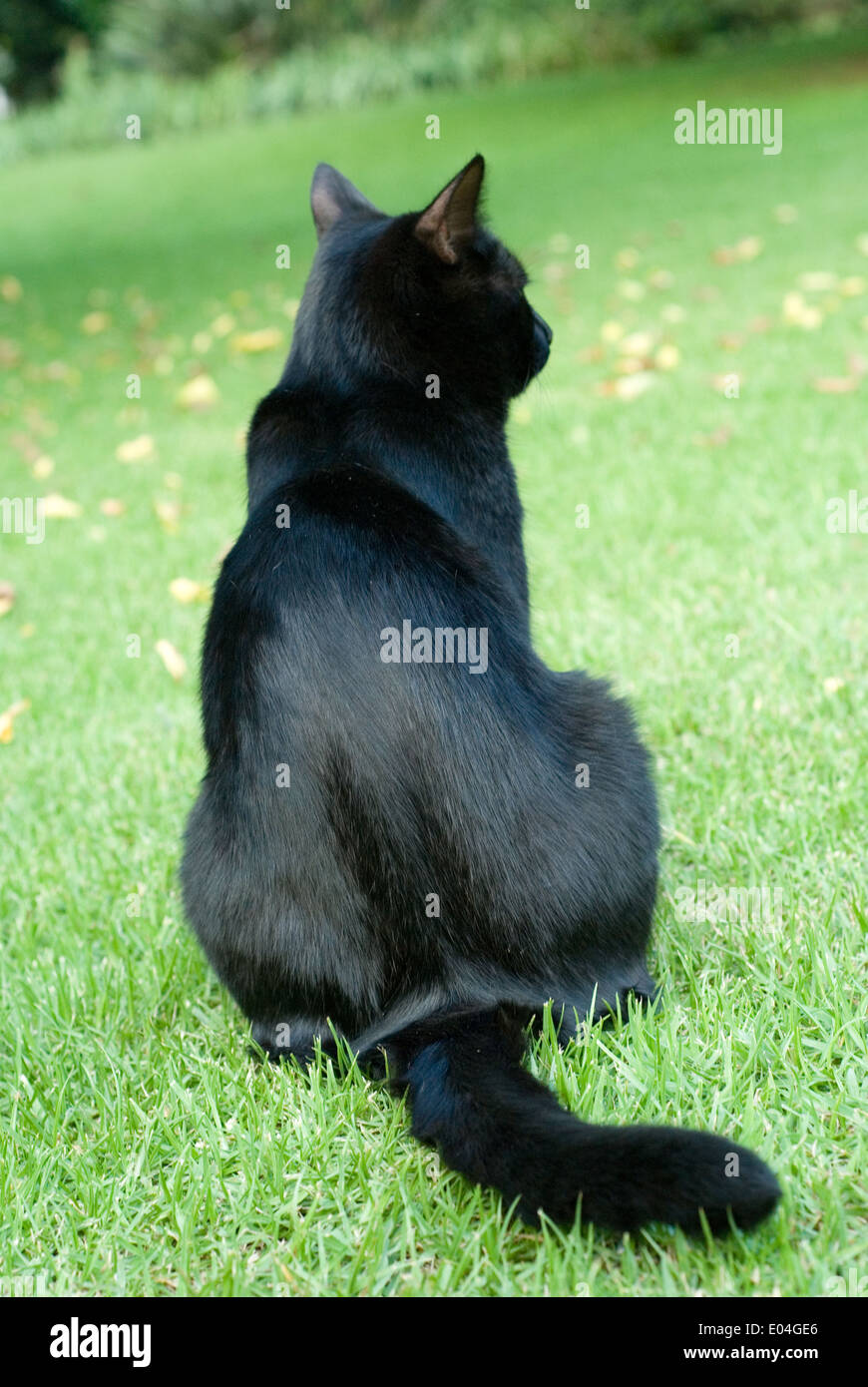 Playful black cat hi-res stock photography and images - Alamy