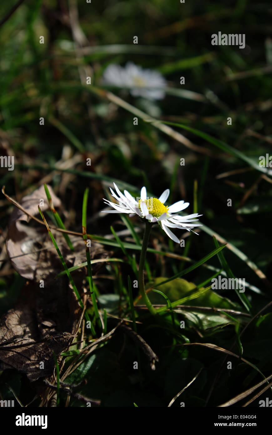 Petal beam outdoor hi-res stock photography and images - Alamy