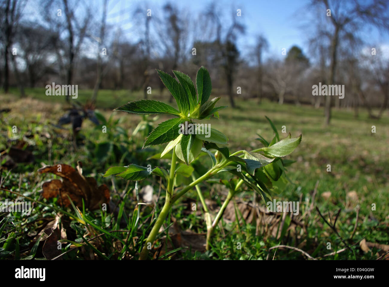 Young plant in deep forest shadow lit by sun beam Stock Photo - Alamy