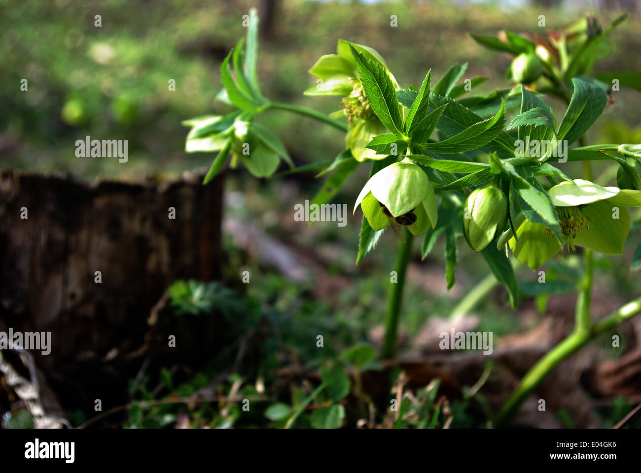 Young plant in deep forest shadow lit by sun beam Stock Photo - Alamy