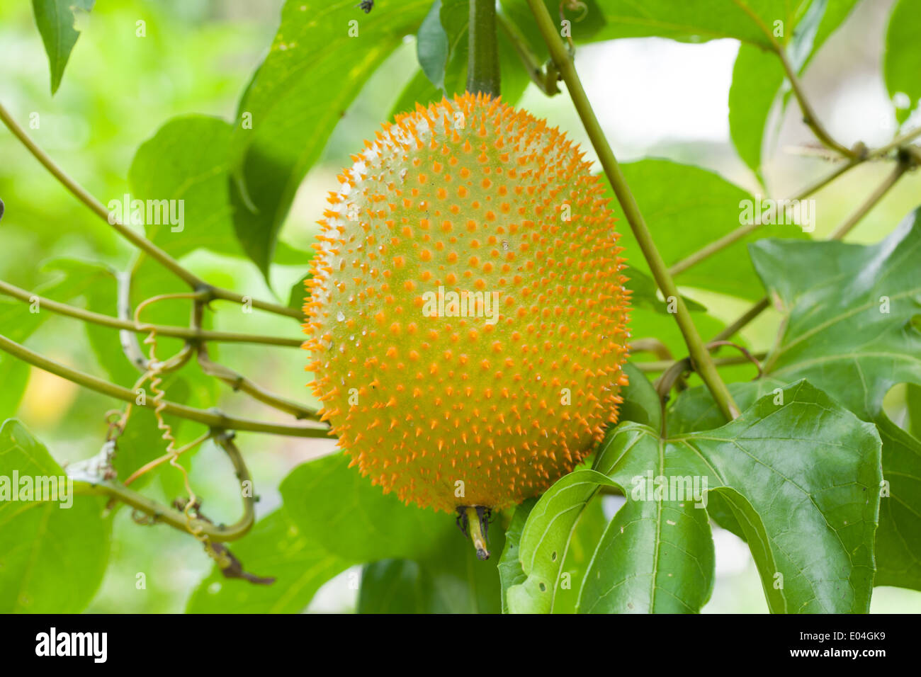 Gac fruit hi-res stock photography and images - Alamy