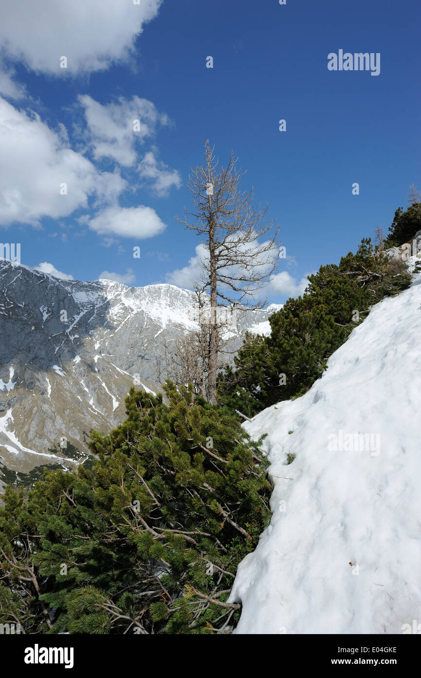 mountain pines on the steep and snowy way to Schneibstein in ...