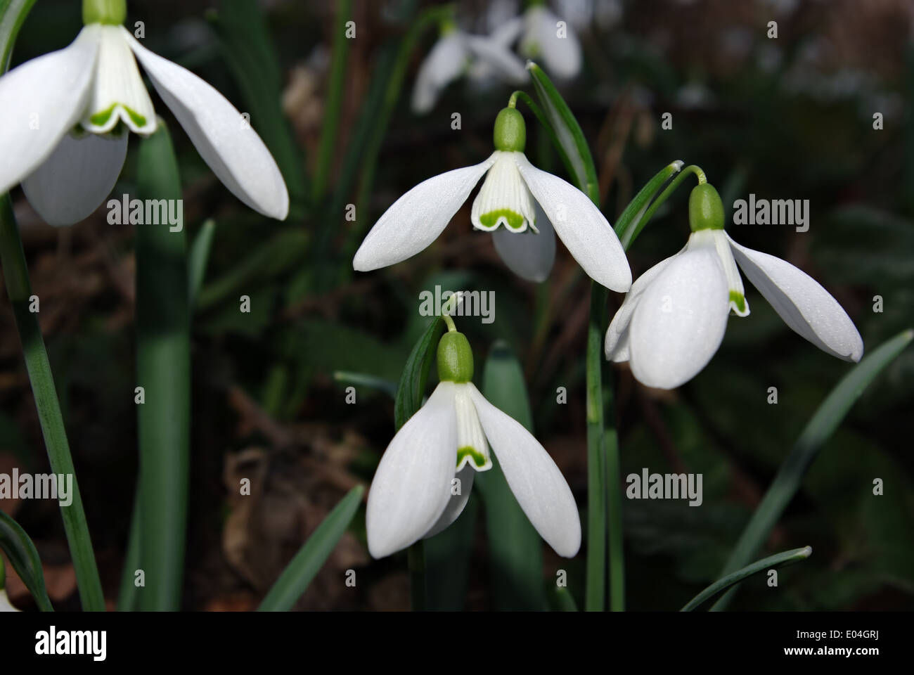 Fresh snowdrops in deep forest shadow lit by sun beam Stock Photo - Alamy