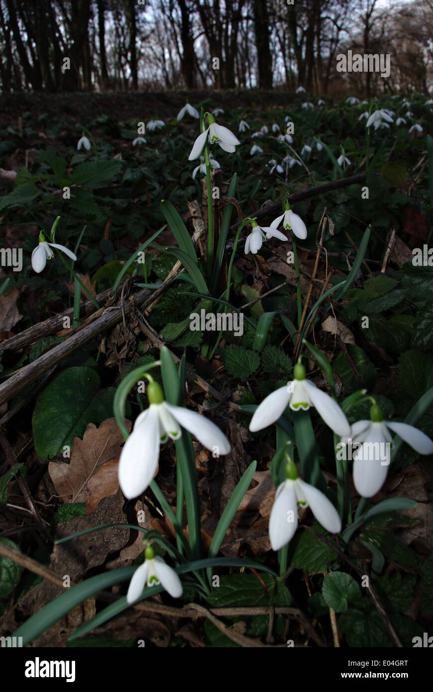 Fresh snowdrops in deep forest shadow lit by sun beam Stock Photo - Alamy