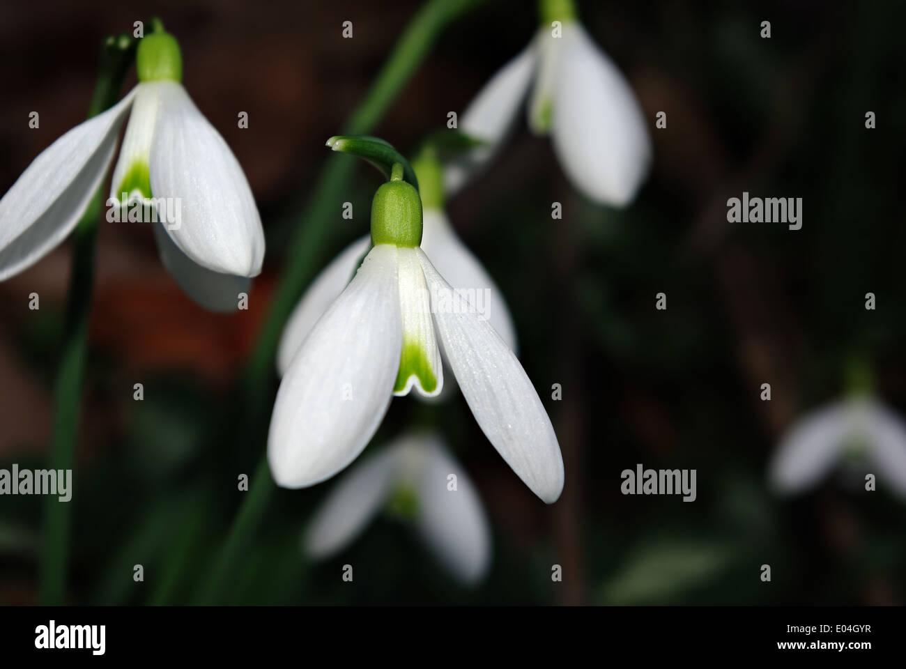 Fresh snowdrops in deep forest shadow lit by sun beam Stock Photo - Alamy