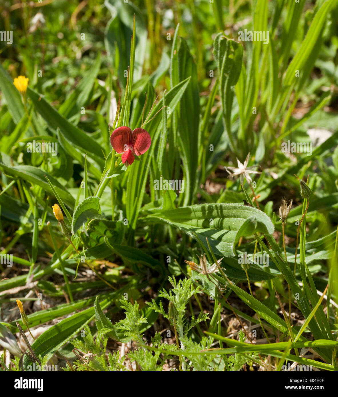 Lathyrus sphaericus hi-res stock photography and images - Alamy