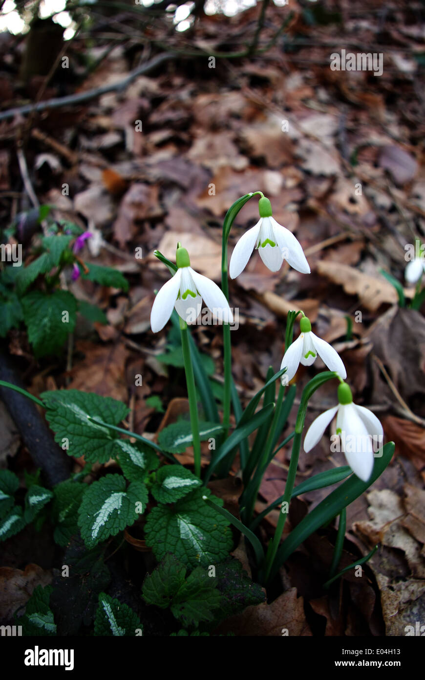 Fresh snowdrops in deep forest shadow lit by sun beam Stock Photo - Alamy