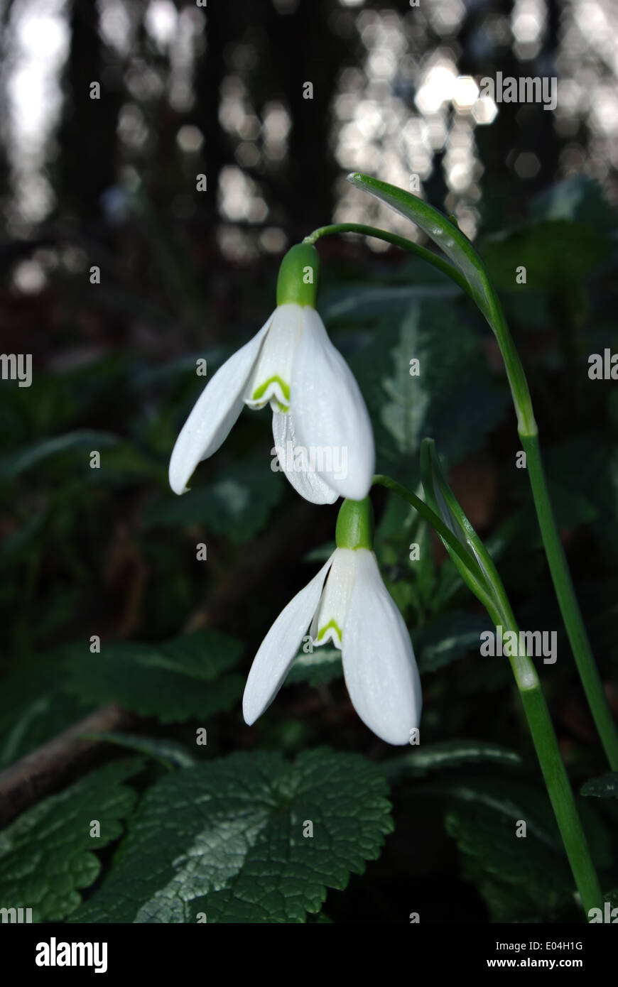 Fresh snowdrops in deep forest shadow lit by sun beam Stock Photo - Alamy