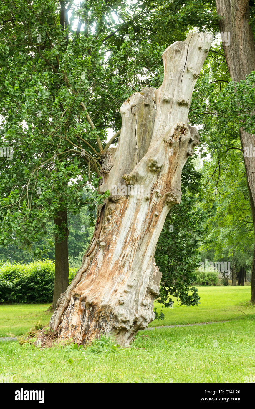 Decayed stem hi-res stock photography and images - Alamy