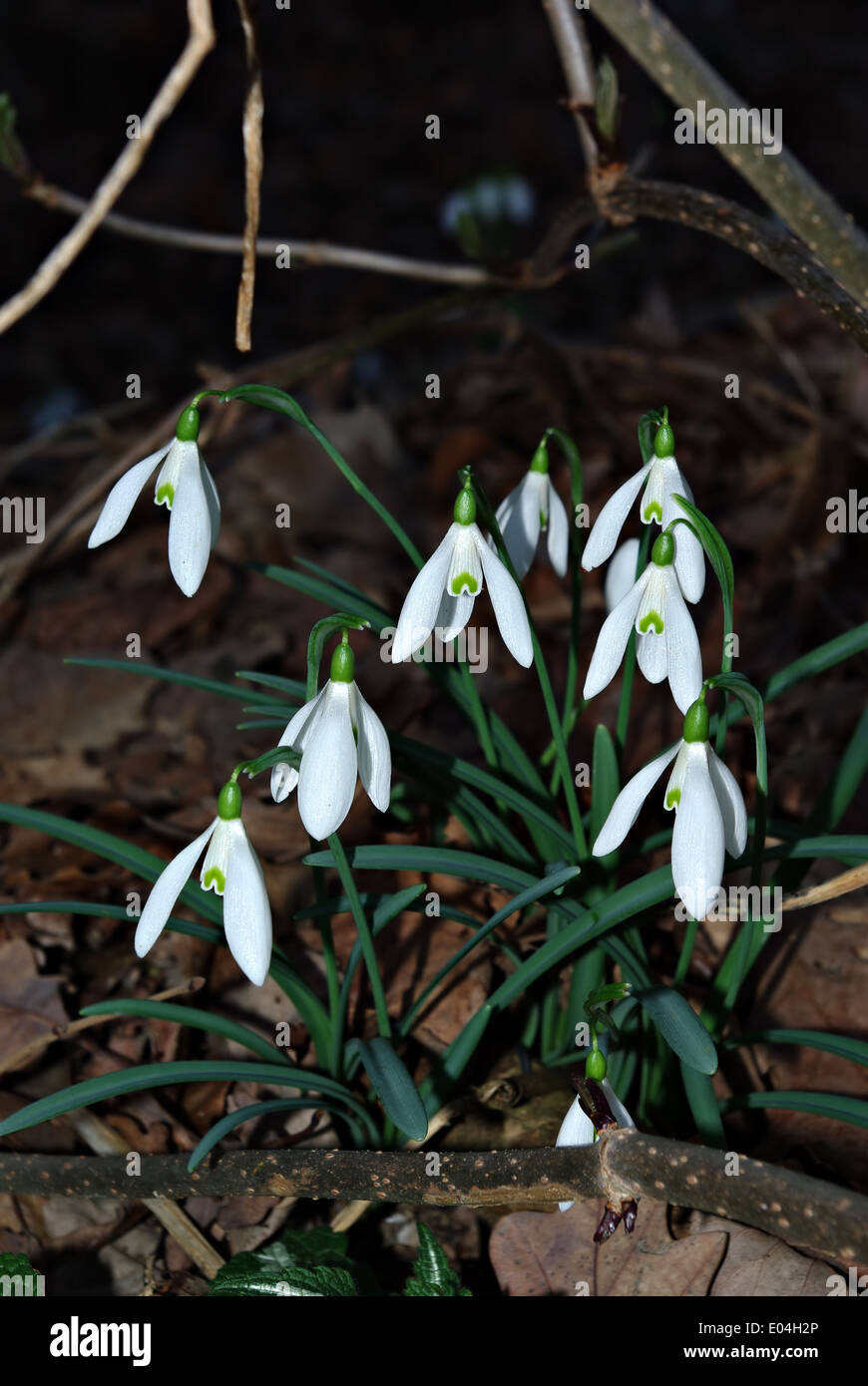 Fresh snowdrops in deep forest shadow lit by sun beam Stock Photo - Alamy