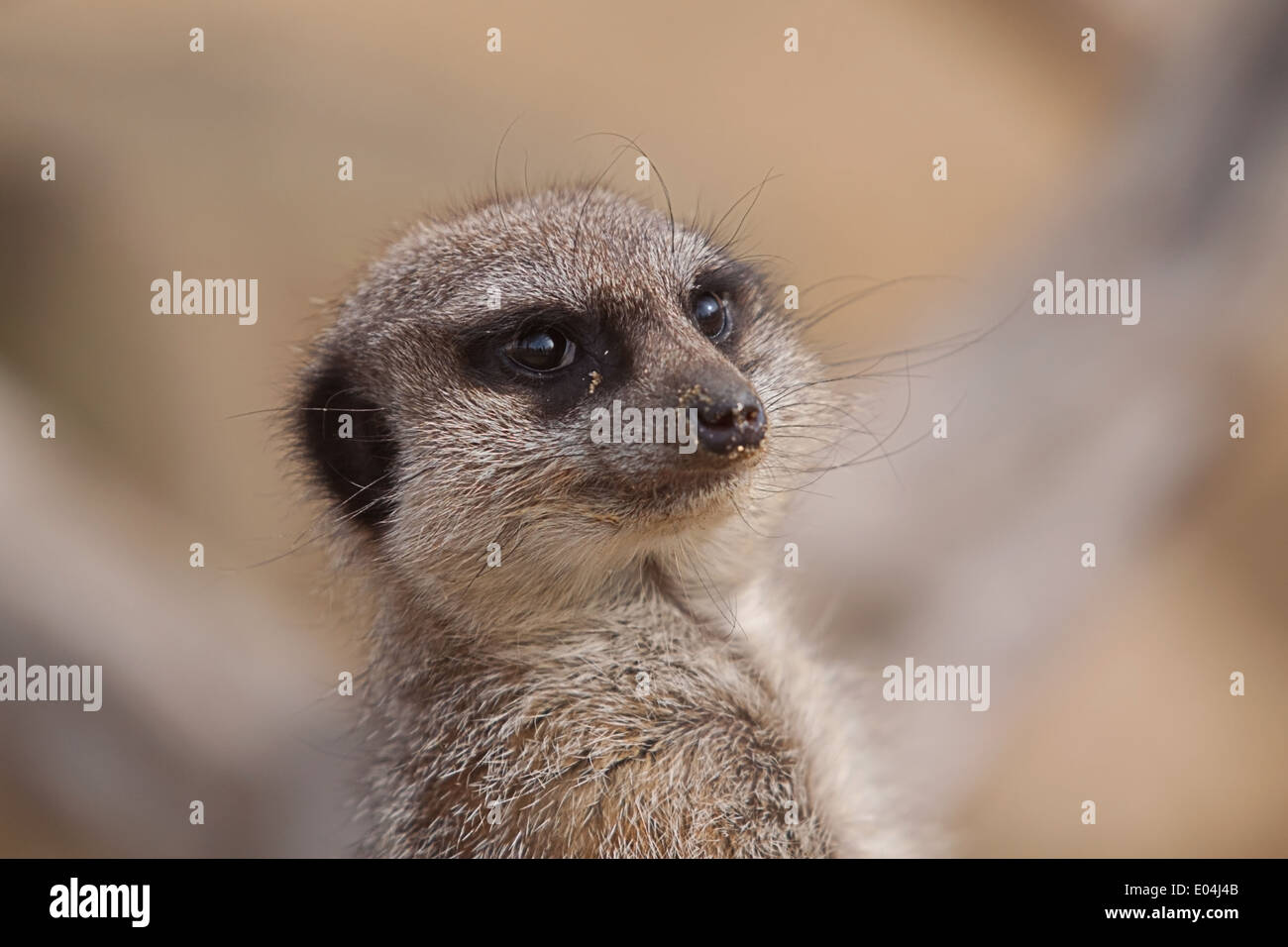 Meerkat mob hi-res stock photography and images - Alamy