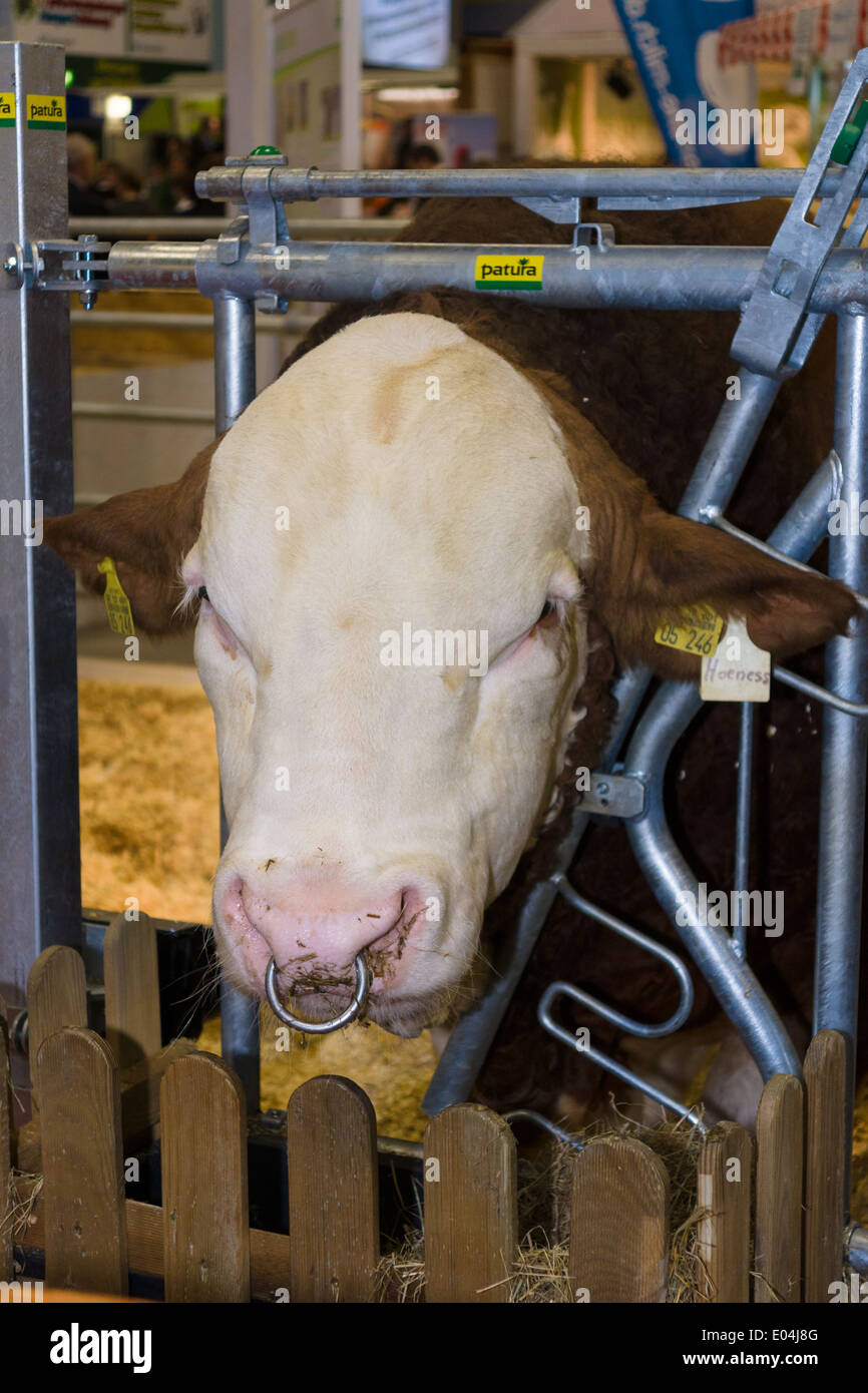Green week 2012. Berlin. Germany. The tribal bull Stock Photo - Alamy