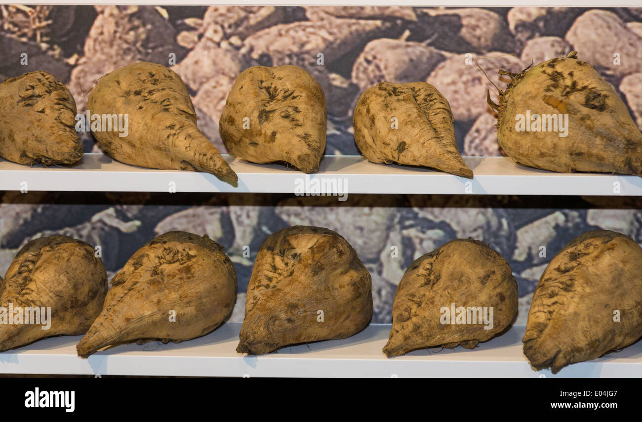 Mangel wurzel hi-res stock photography and images - Alamy