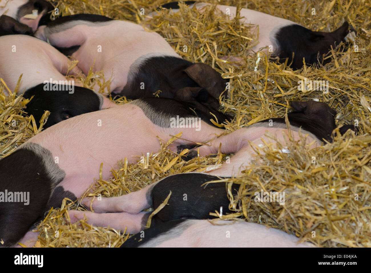 Breeding piglets hi-res stock photography and images - Alamy