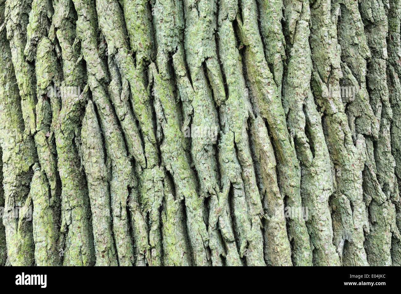 Close up detail bark hi-res stock photography and images - Alamy