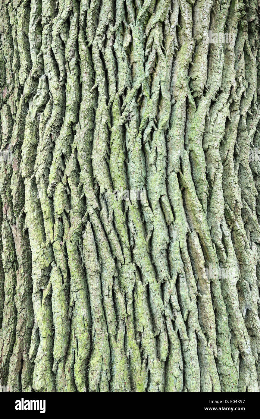 Oak bark pattern hi-res stock photography and images - Alamy