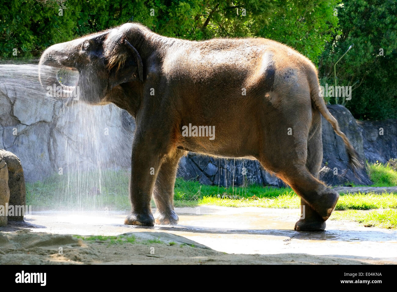 The elephant bathes in water. Zoo in New Zealand Stock Photo - Alamy
