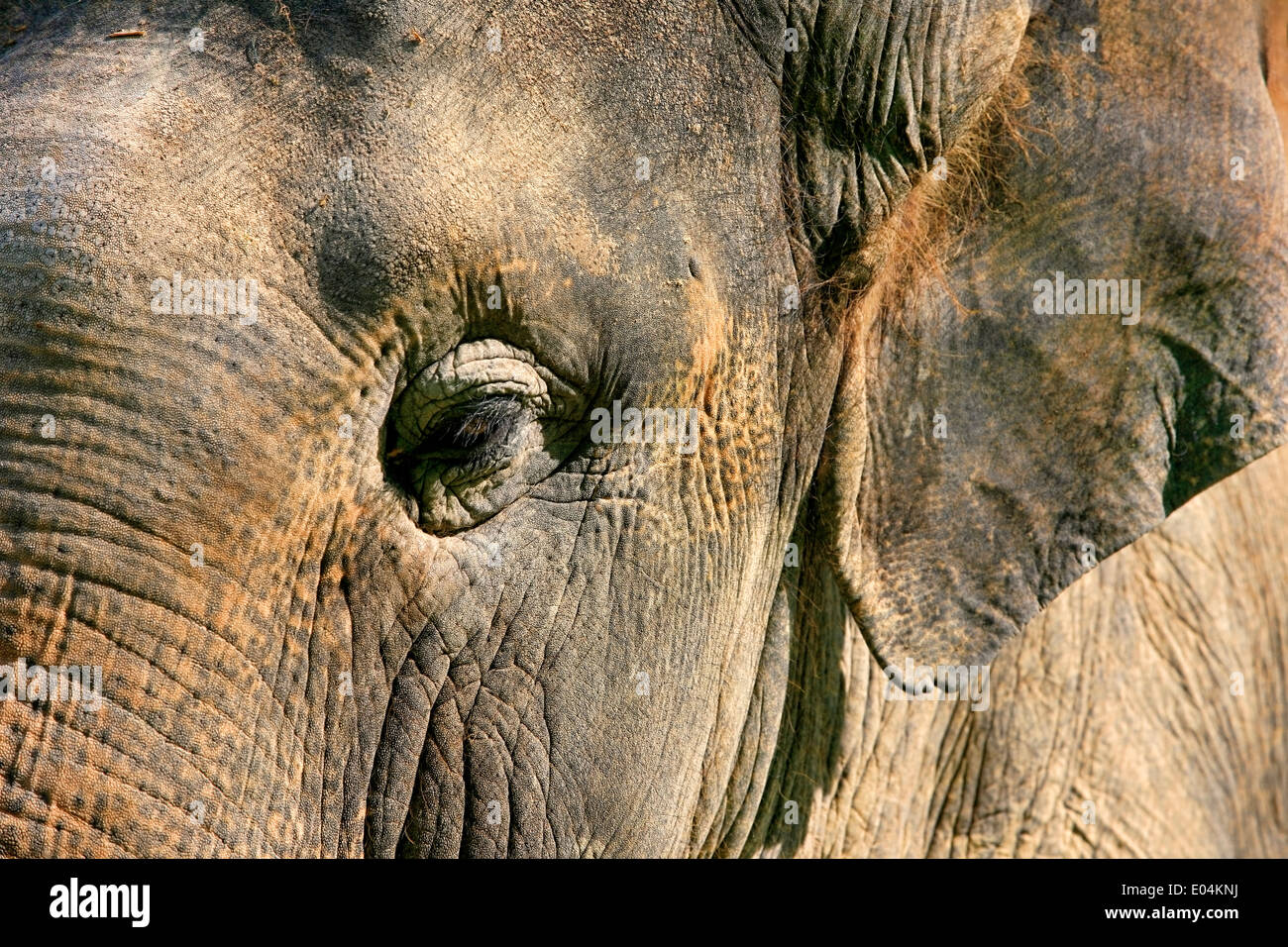 Elephant eye close-up. Zoo in New Zealand Stock Photo - Alamy