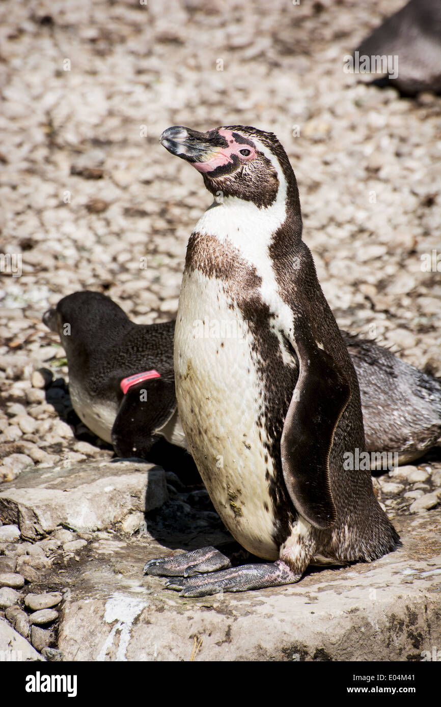 The Humboldt penguin (Spheniscus humboldti), also termed Peruvian ...