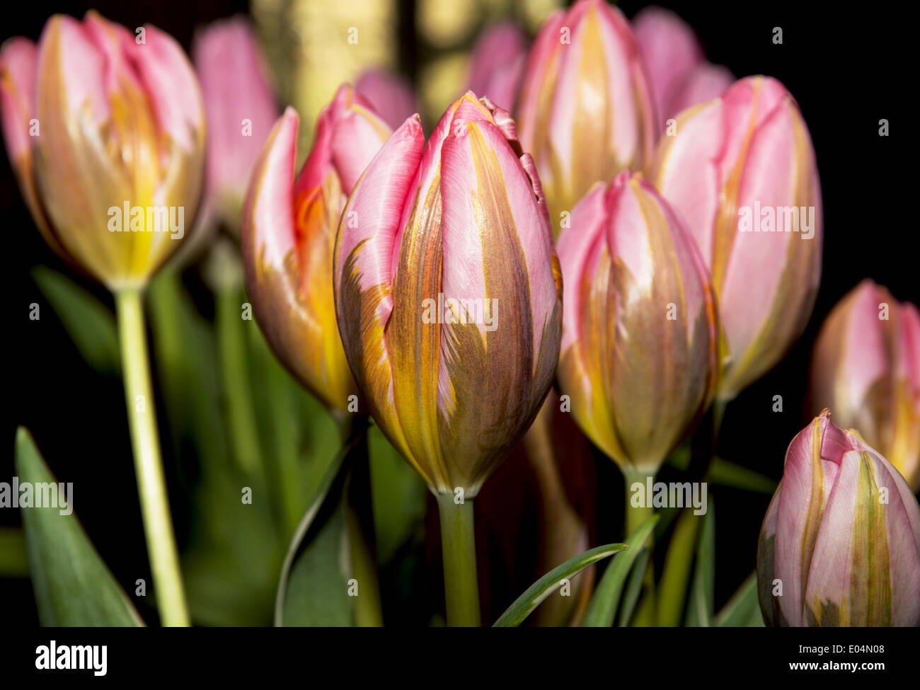 Tulipa pretty princess hi-res stock photography and images - Alamy