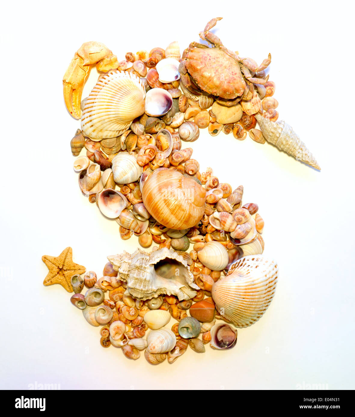 Isolated shell letter s white background hi-res stock photography and ...