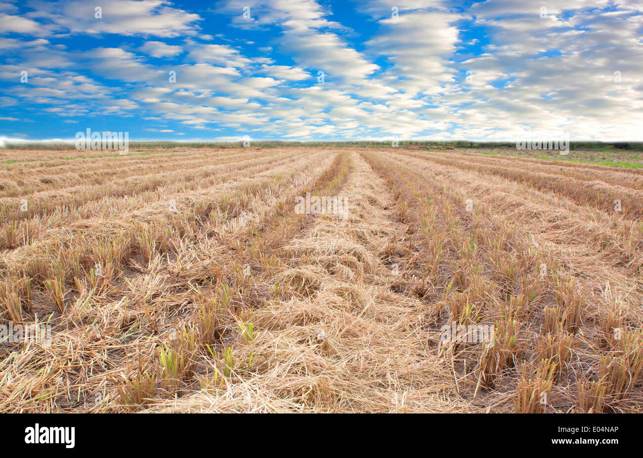 Rice field harvest blue sky landscape background Stock Photo - Alamy