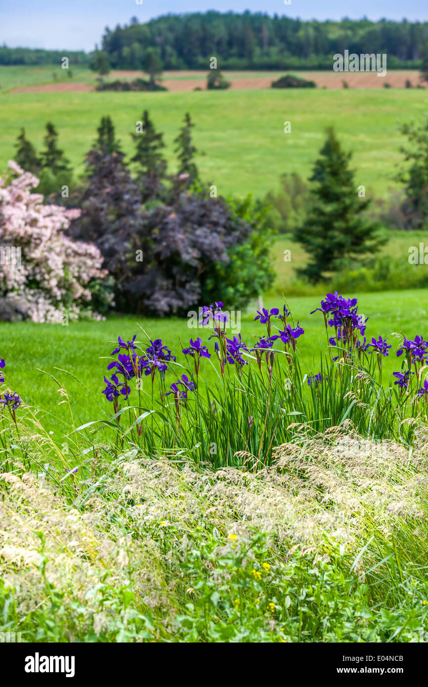 A freestyle garden growing in a rural location surrounded by farmland ...