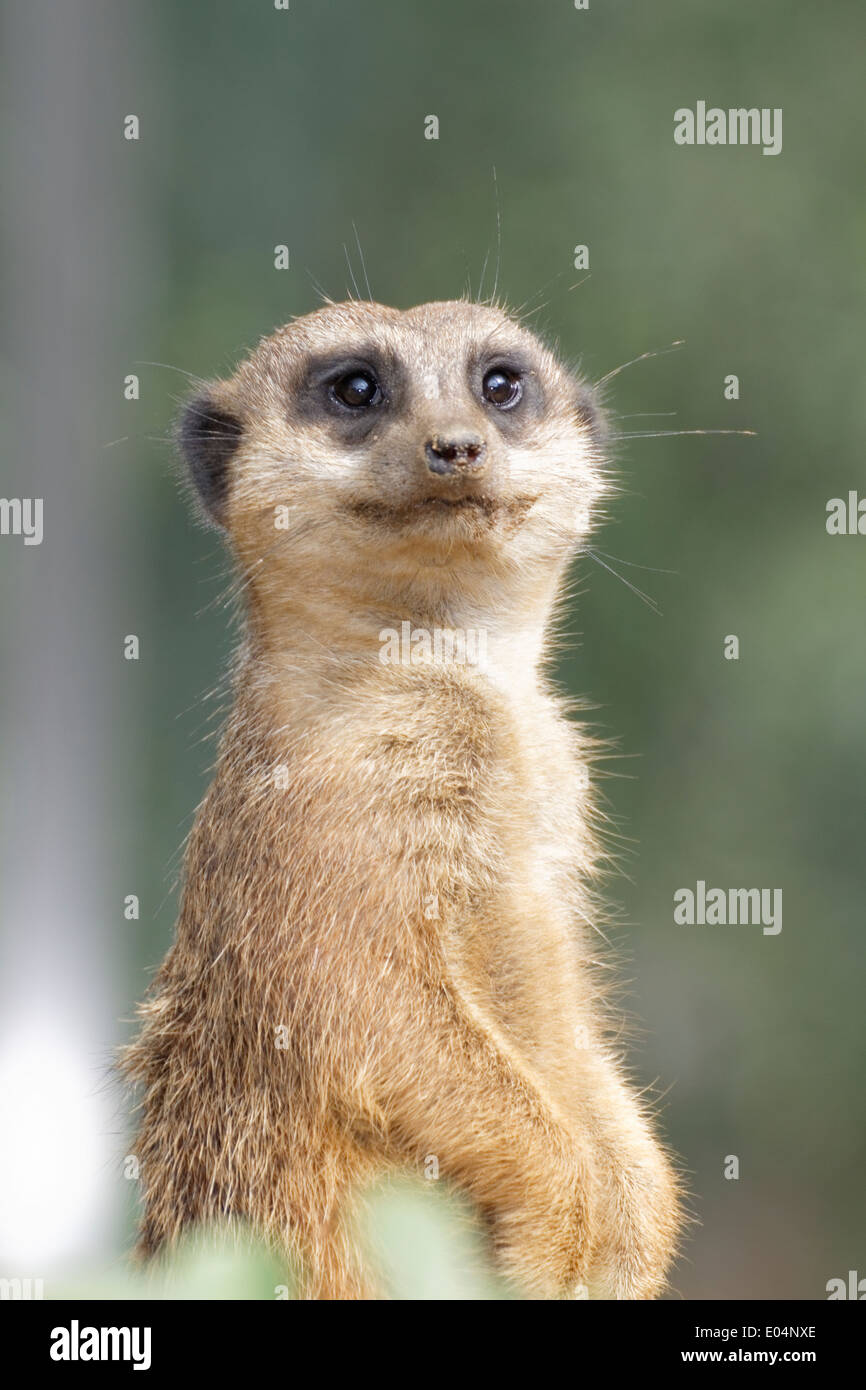 Male meerkat suricata suricatta hi-res stock photography and images - Alamy