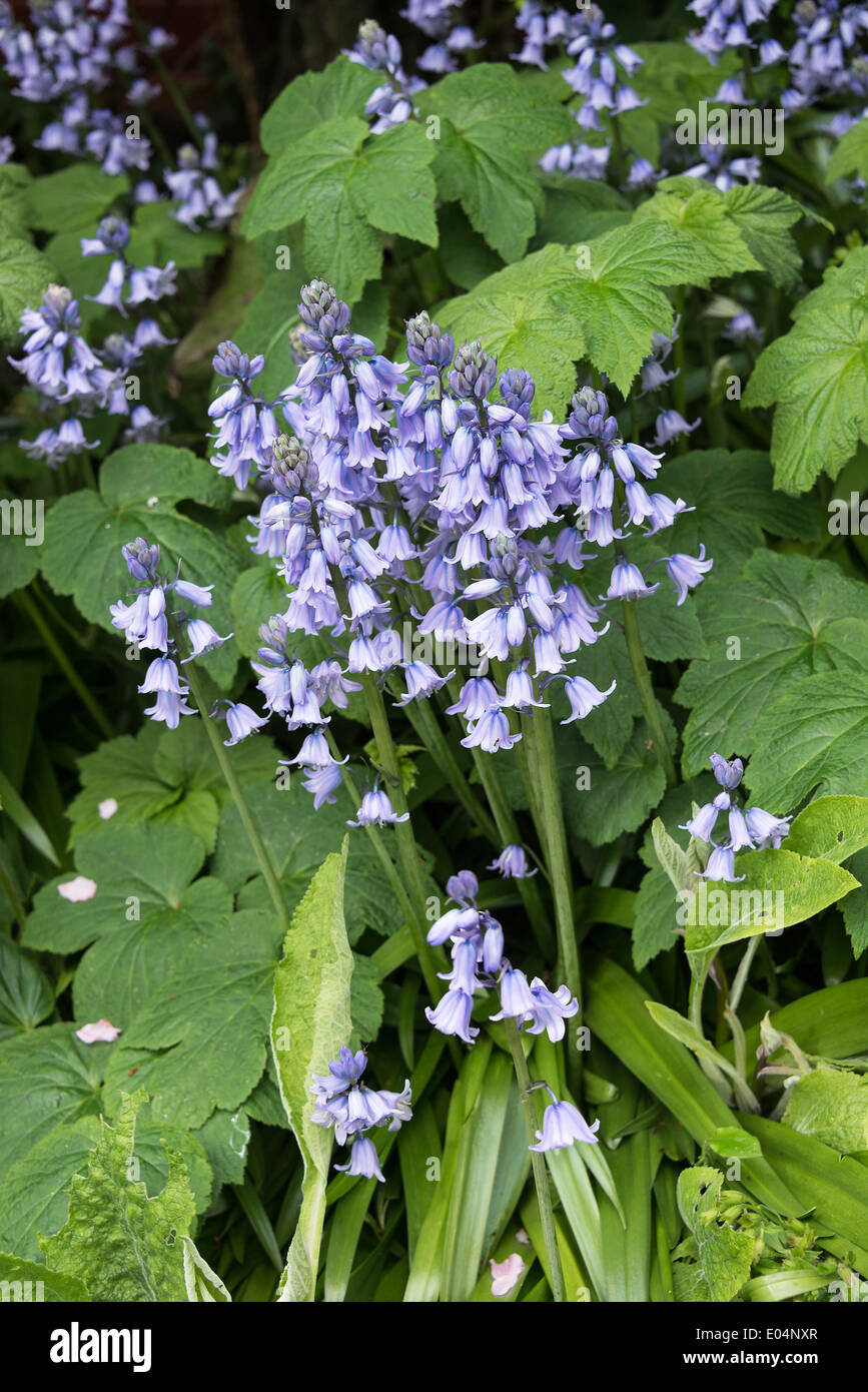 Drooping bell shaped flowers hi-res stock photography and images - Alamy