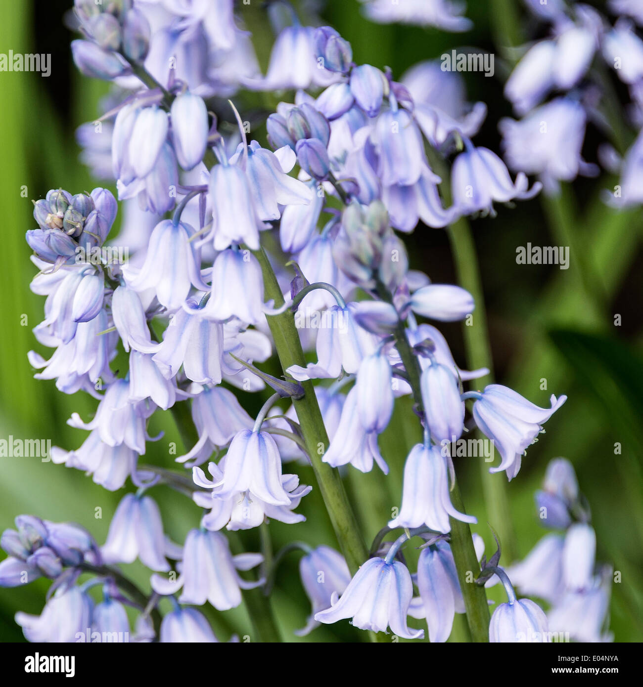 Blue Bell Shaped Flowers Stock Photos & Blue Bell Shaped Flowers Stock ...