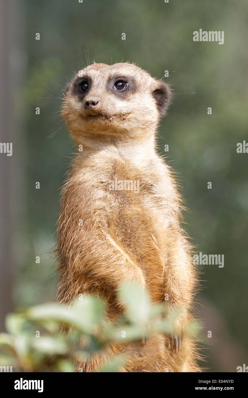 Male meerkat suricata suricatta hi-res stock photography and images - Alamy
