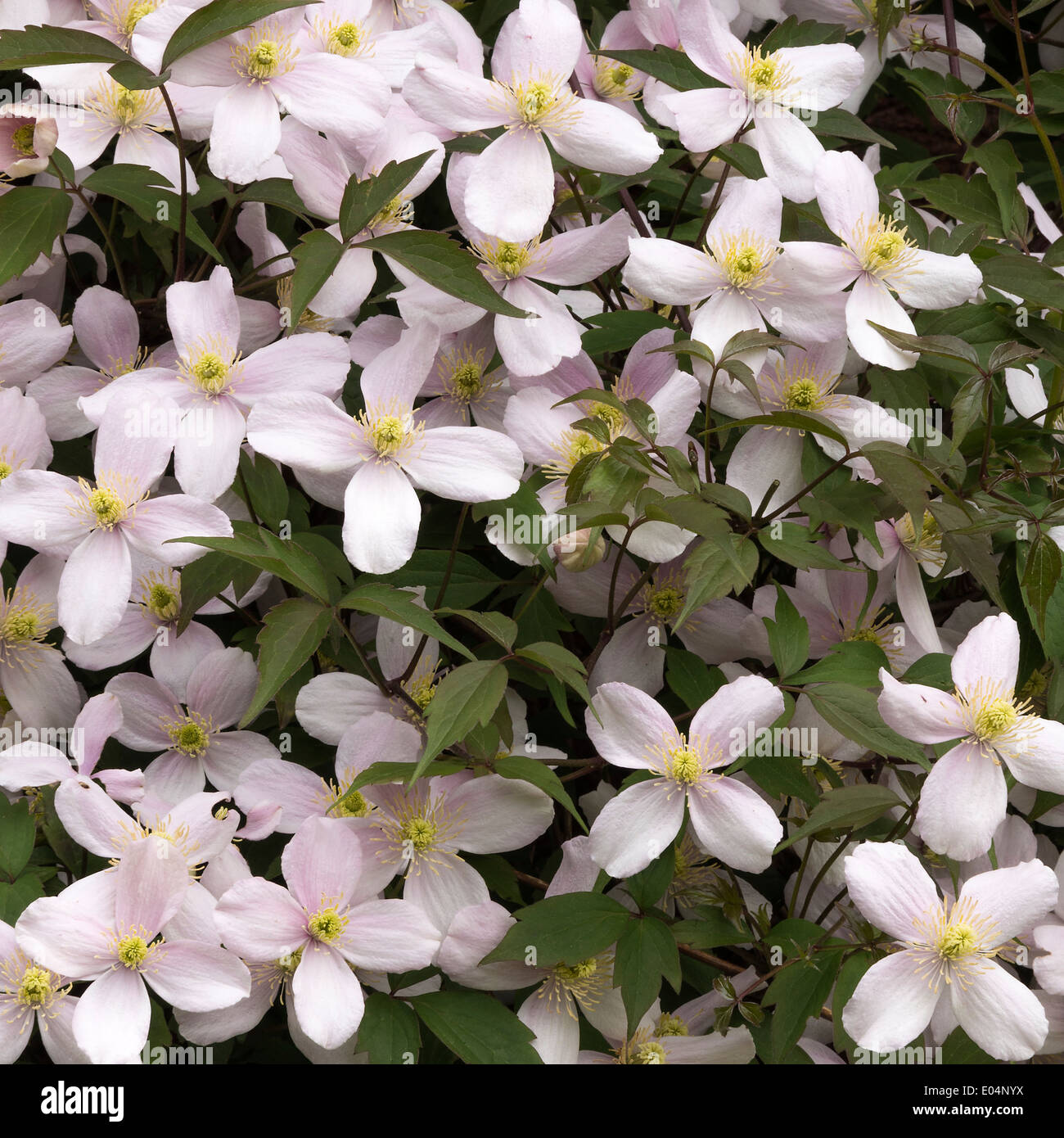 Group 1 clematis hi-res stock photography and images - Alamy