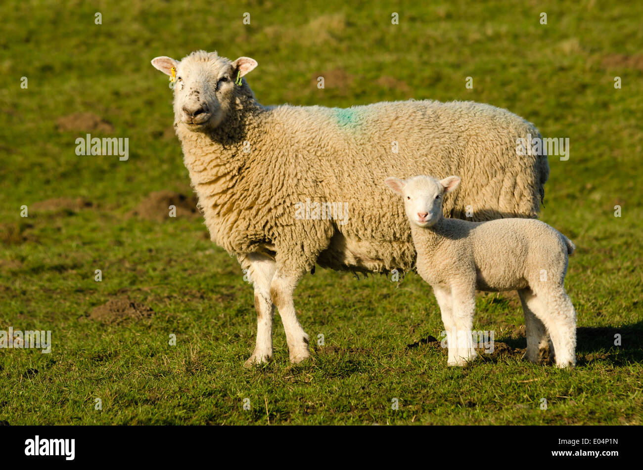 Ewe and lamb Stock Photo - Alamy