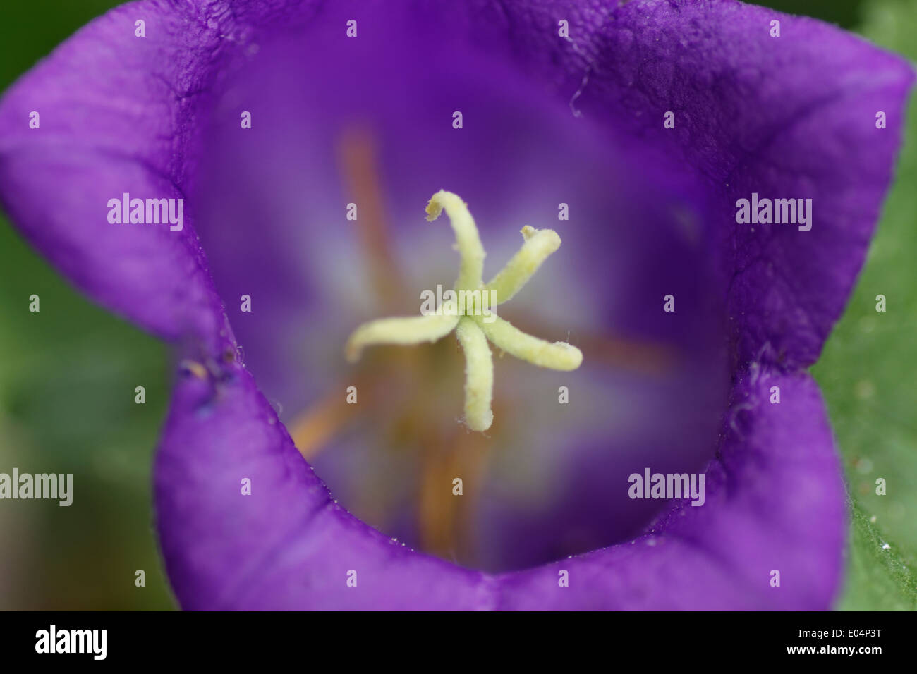 a close-up of a blue bell flower Stock Photo - Alamy
