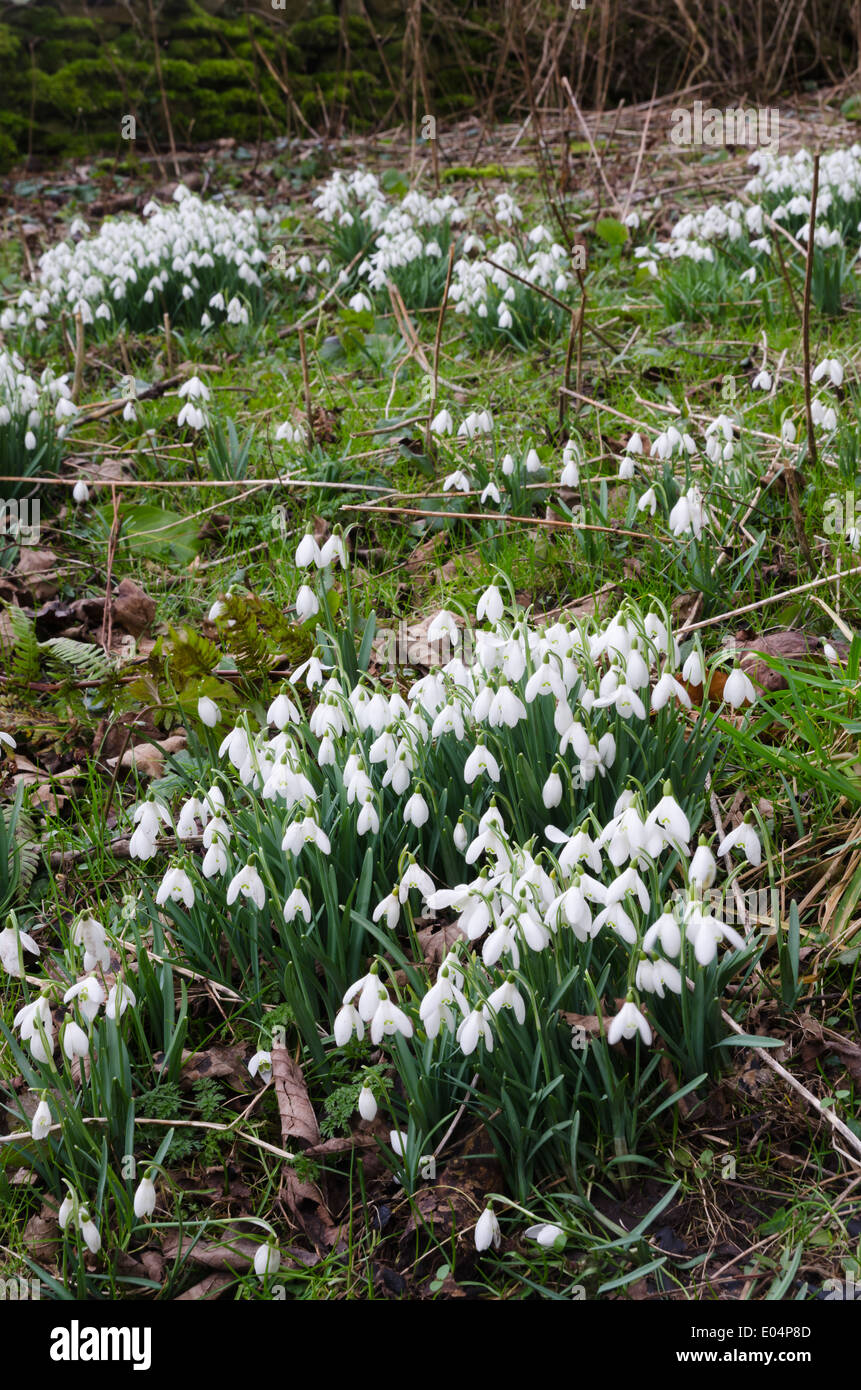Snow drop snow hi-res stock photography and images - Alamy