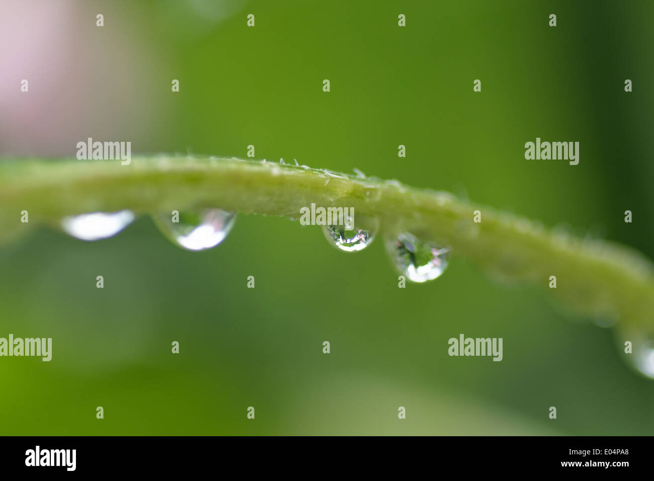 Oval drop hi-res stock photography and images - Alamy