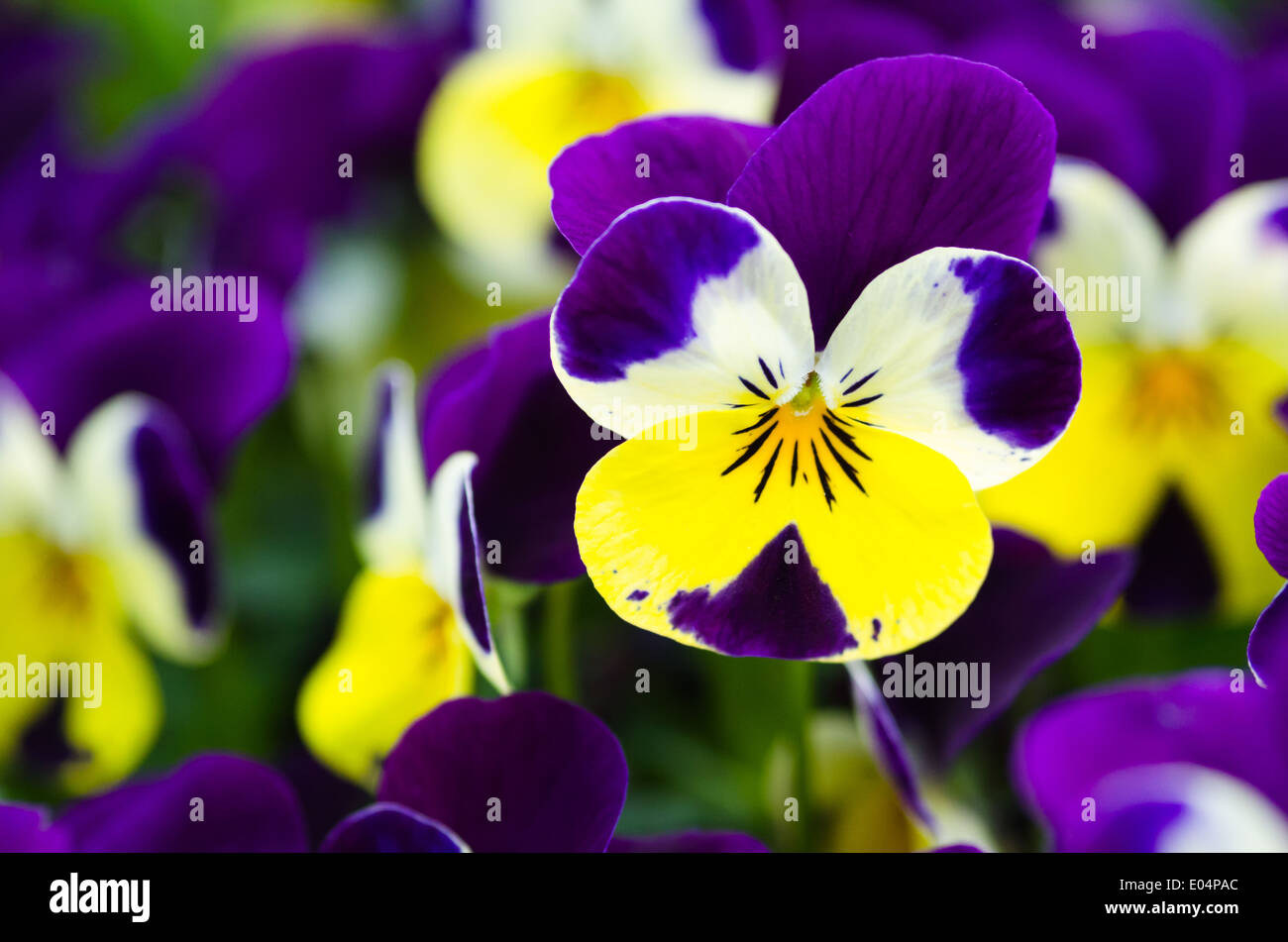 Viola flowers hi-res stock photography and images - Alamy