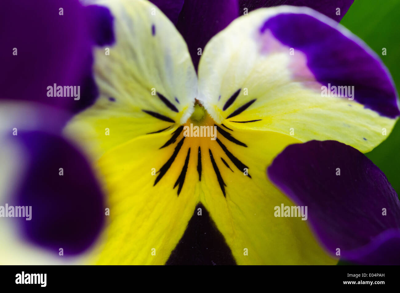 Viola flowers hi-res stock photography and images - Alamy