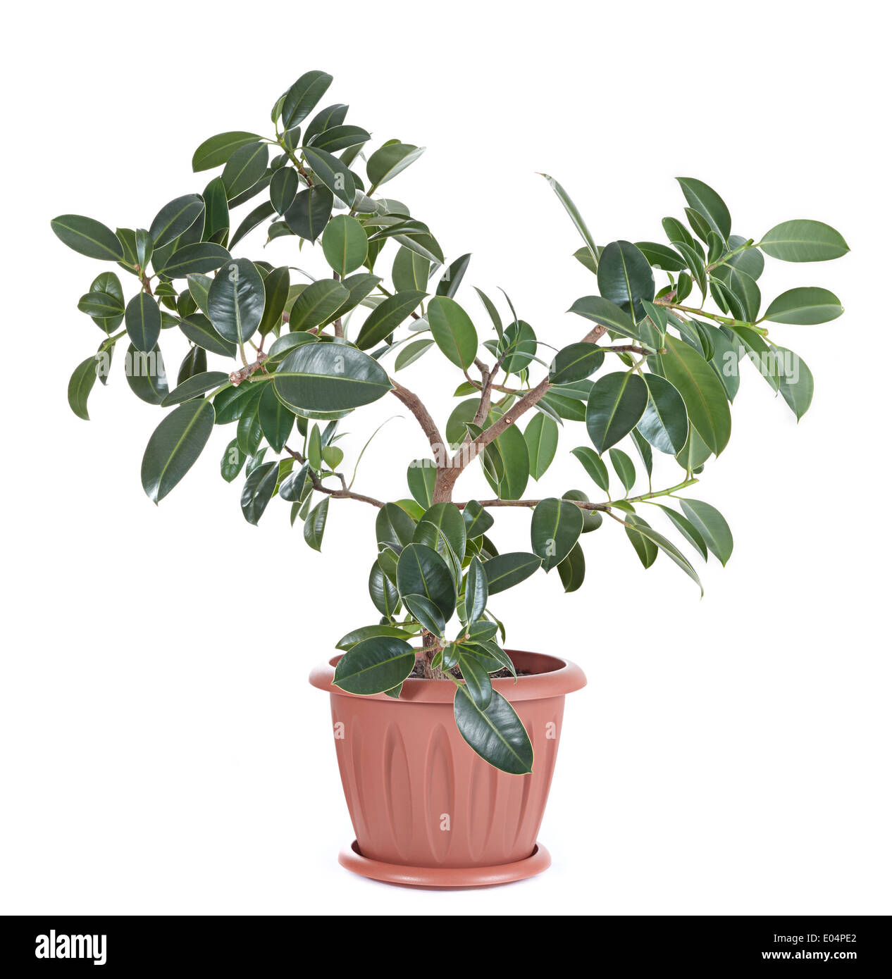 Ficus plant indoor hi-res stock photography and images - Alamy
