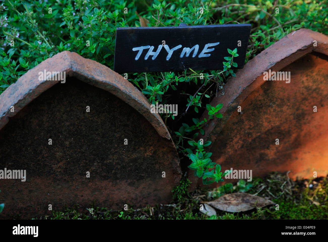 Close up, detail, Thyme, sign, fresh herbs grown in country garden for ...