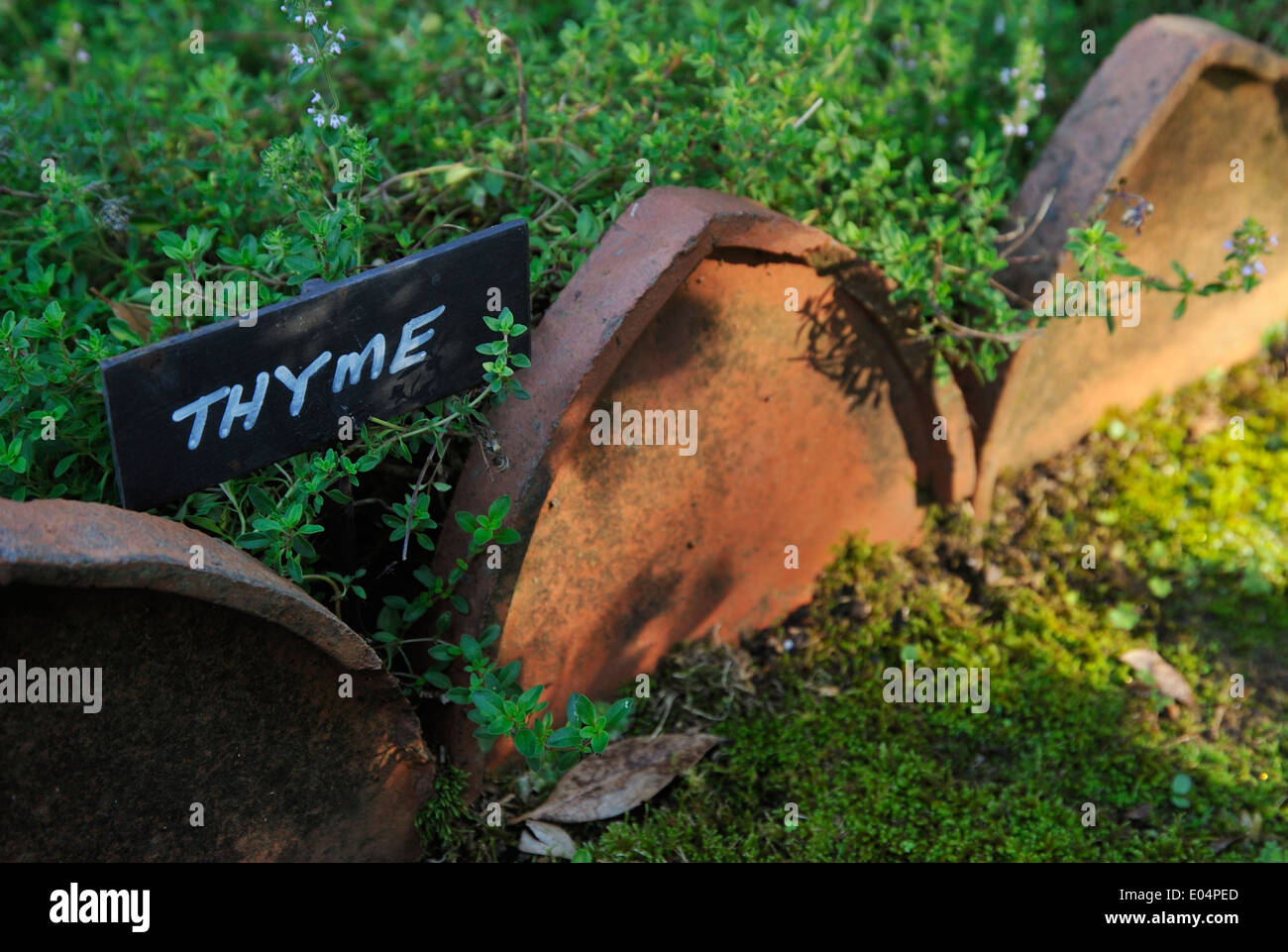 Herbs plants sign thyme hi-res stock photography and images - Alamy