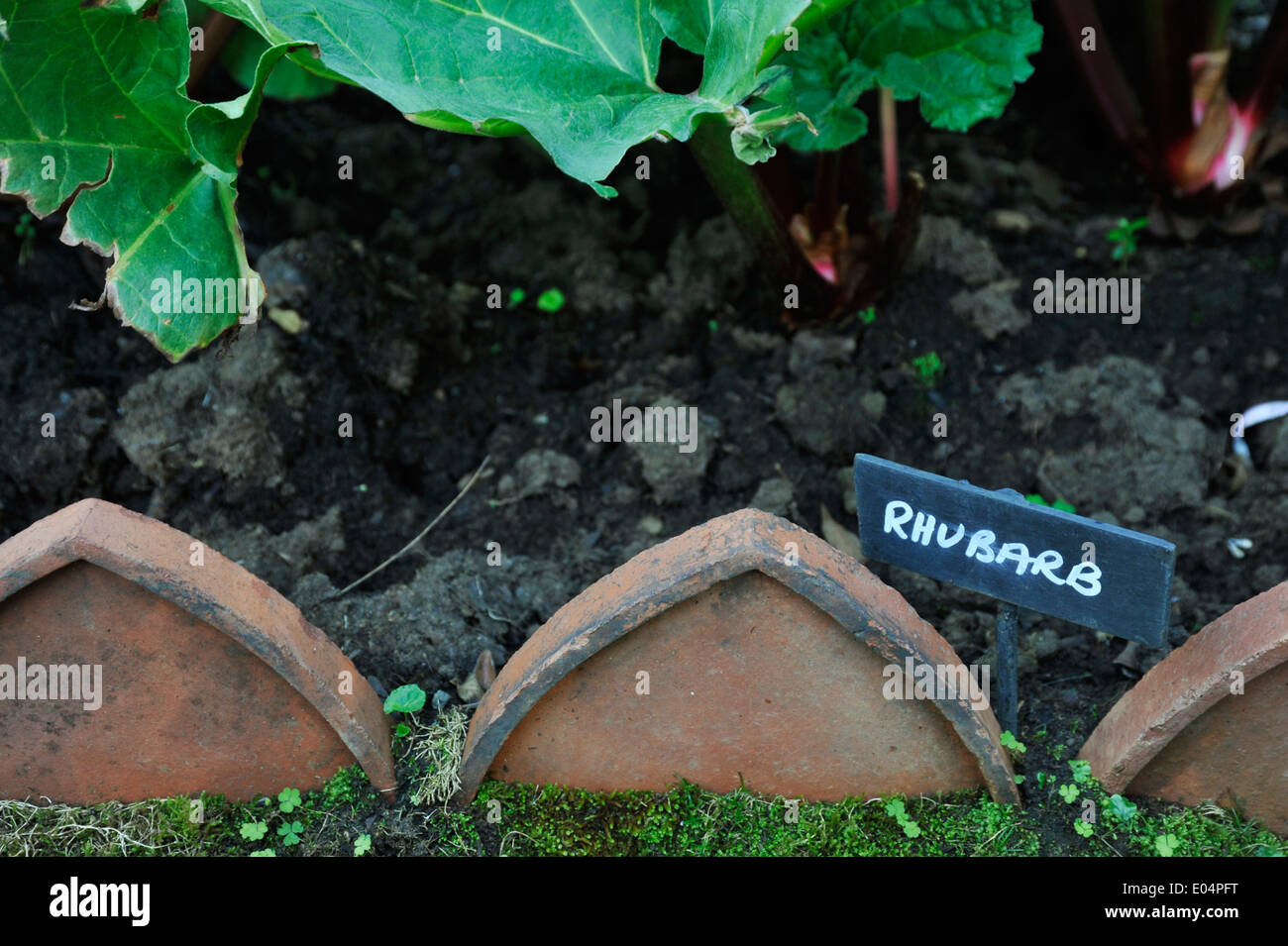Rhubarb sign in herb garden, growing organic vegetables in country ...