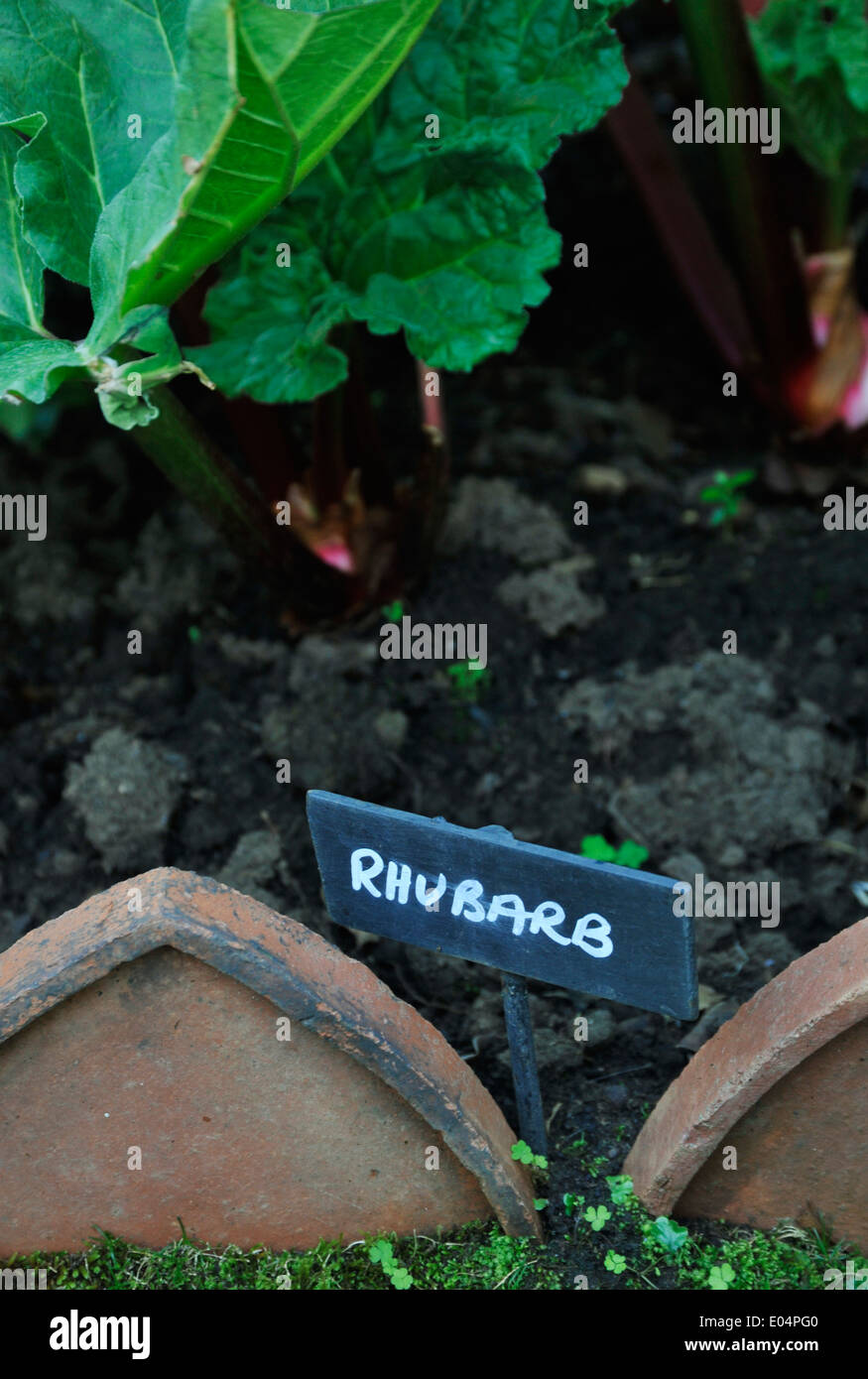 Rosetta, South Africa, close up, detail, Rhubarb, sign in organic herb ...