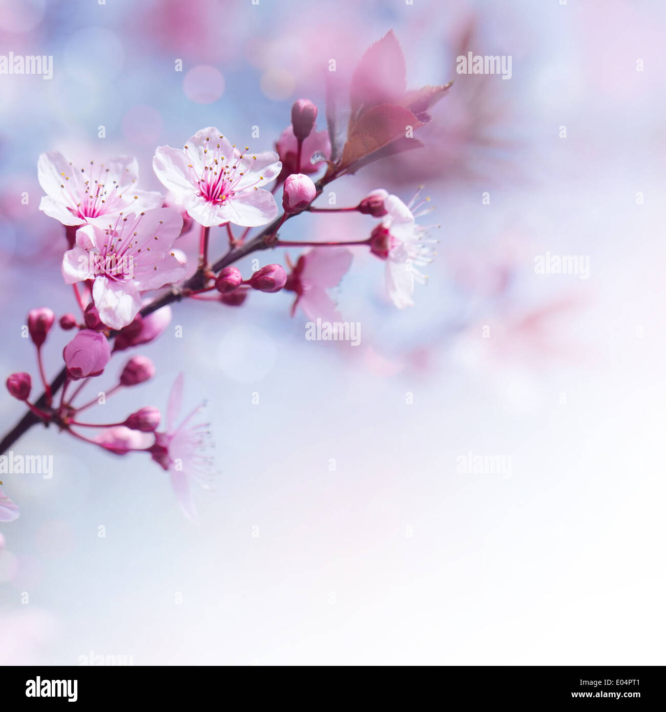 Beautiful tender cheery tree flowers border, blooming nature, first ...